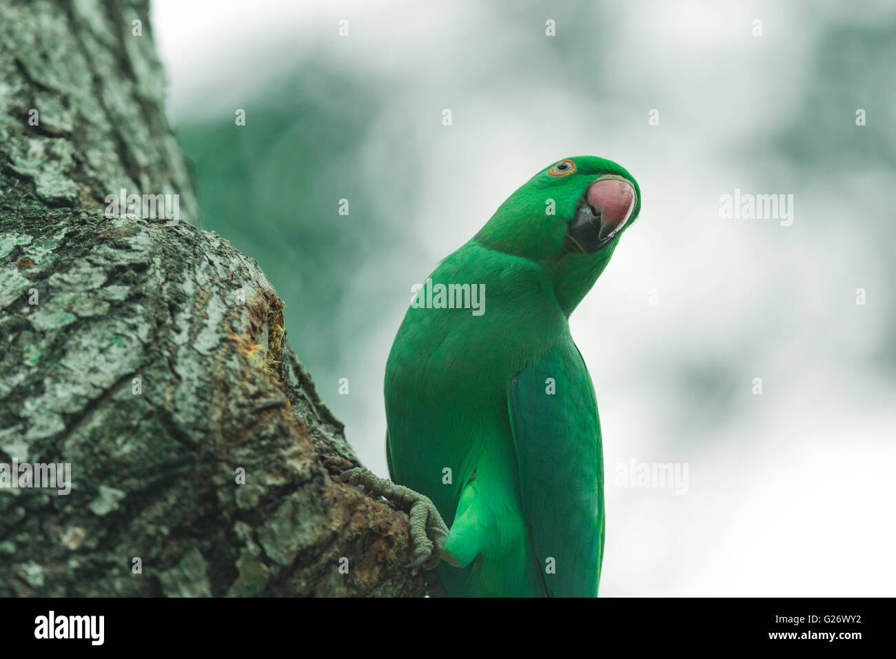 Parrot tree hi-res stock photography and images - Alamy