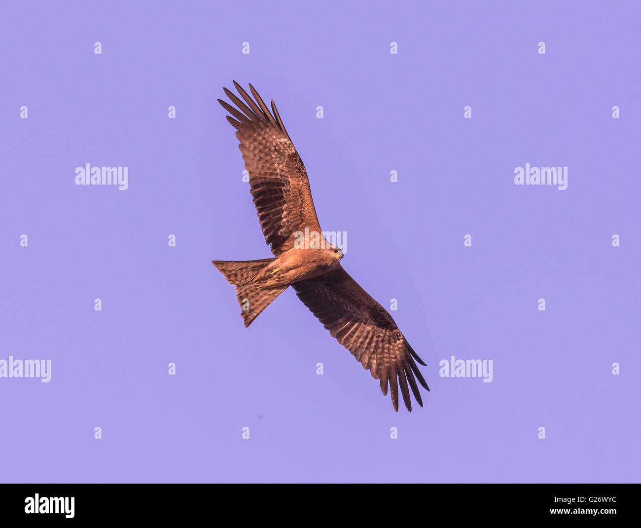 Flying hawk hi-res stock photography and images - Alamy