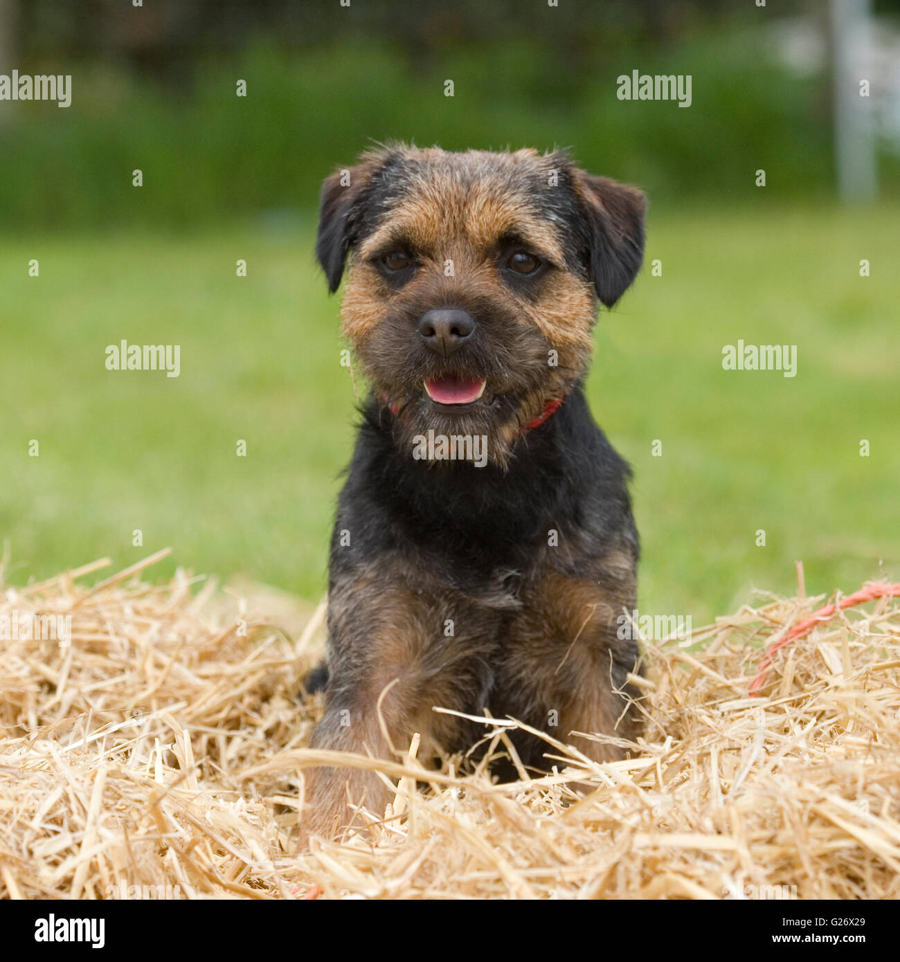 Border terrier hi-res stock photography and images - Alamy