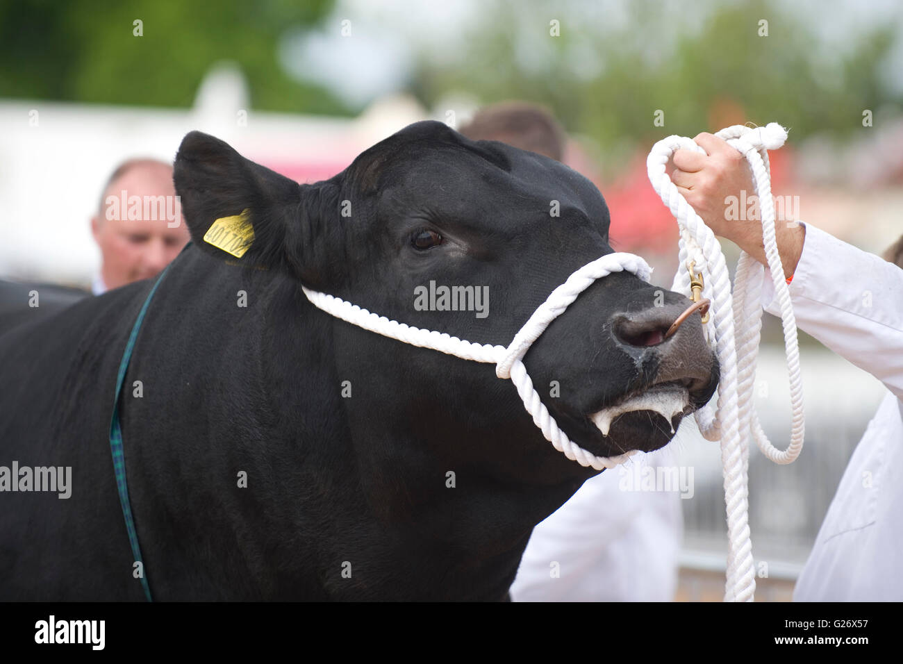 Aberdeen angus bull head hi-res stock photography and images - Alamy