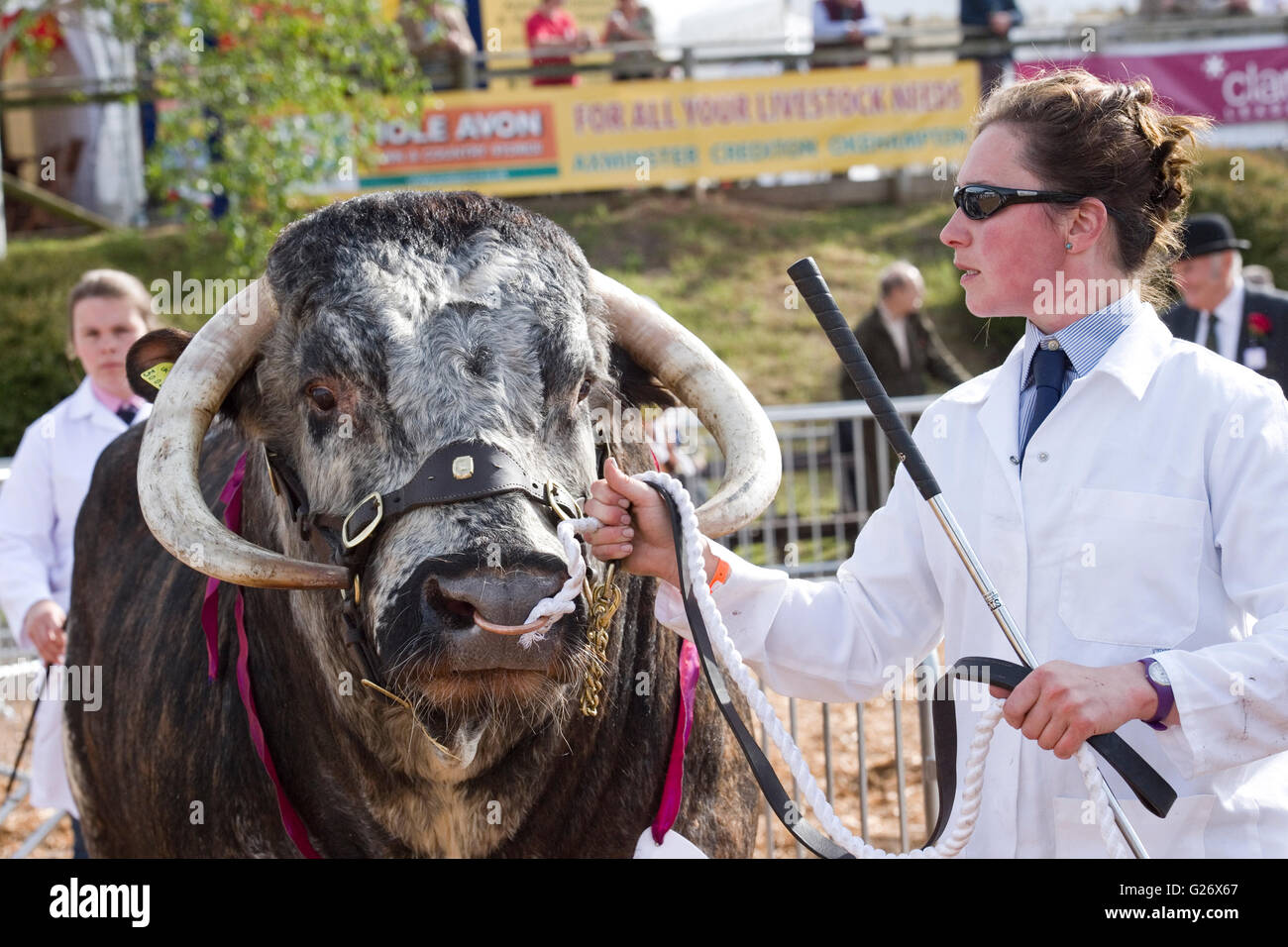 longhorn bull at a show Stock Photo - Alamy