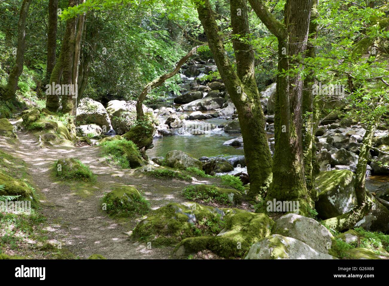 River Plym, near Shaugh Bridge, Dewerstone Wood, Dartmoor, Devon, West ...