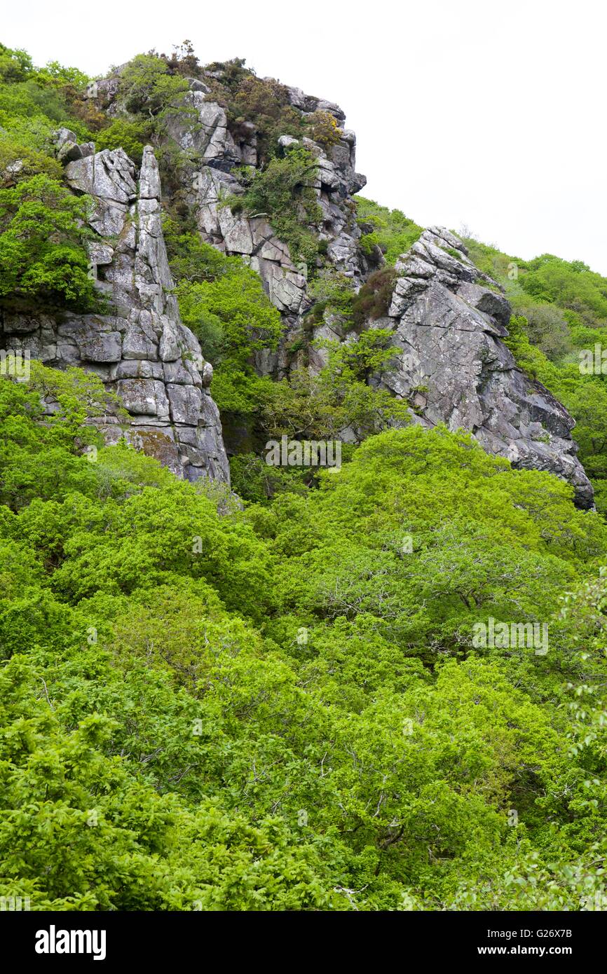 The Dewerstone, near Shaugh Bridge, Dewerstone Wood, Dartmoor, Devon ...