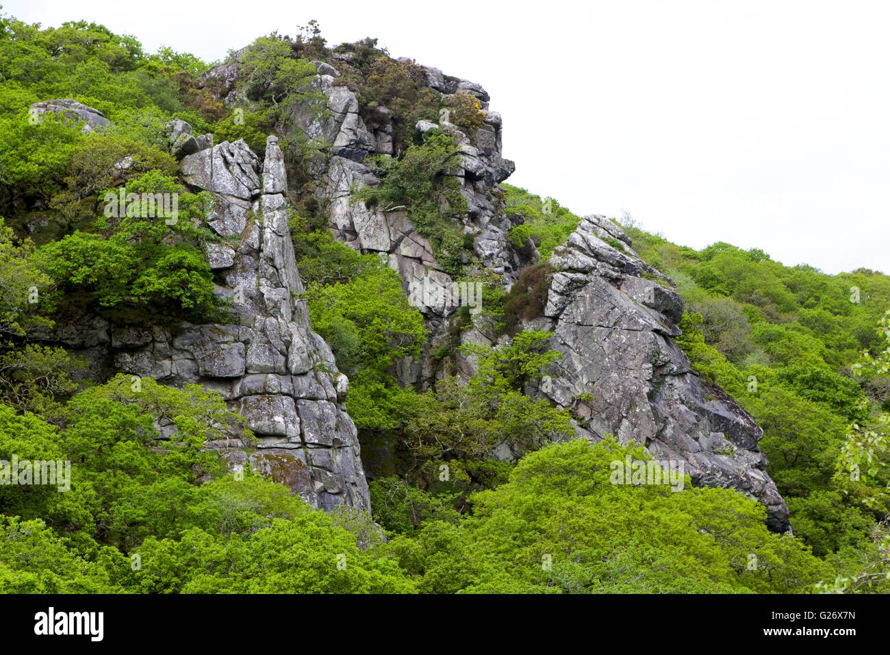 Dewerstone shaugh bridge wood dartmoor devon hi-res stock photography ...