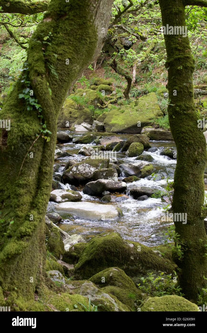 The dewerstone dartmoor national park hi-res stock photography and ...