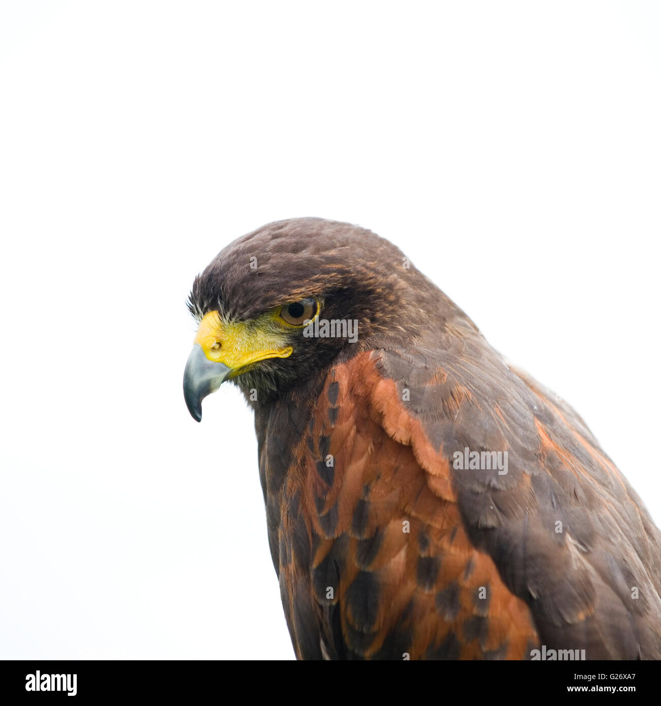 Harris hawk hi-res stock photography and images - Alamy