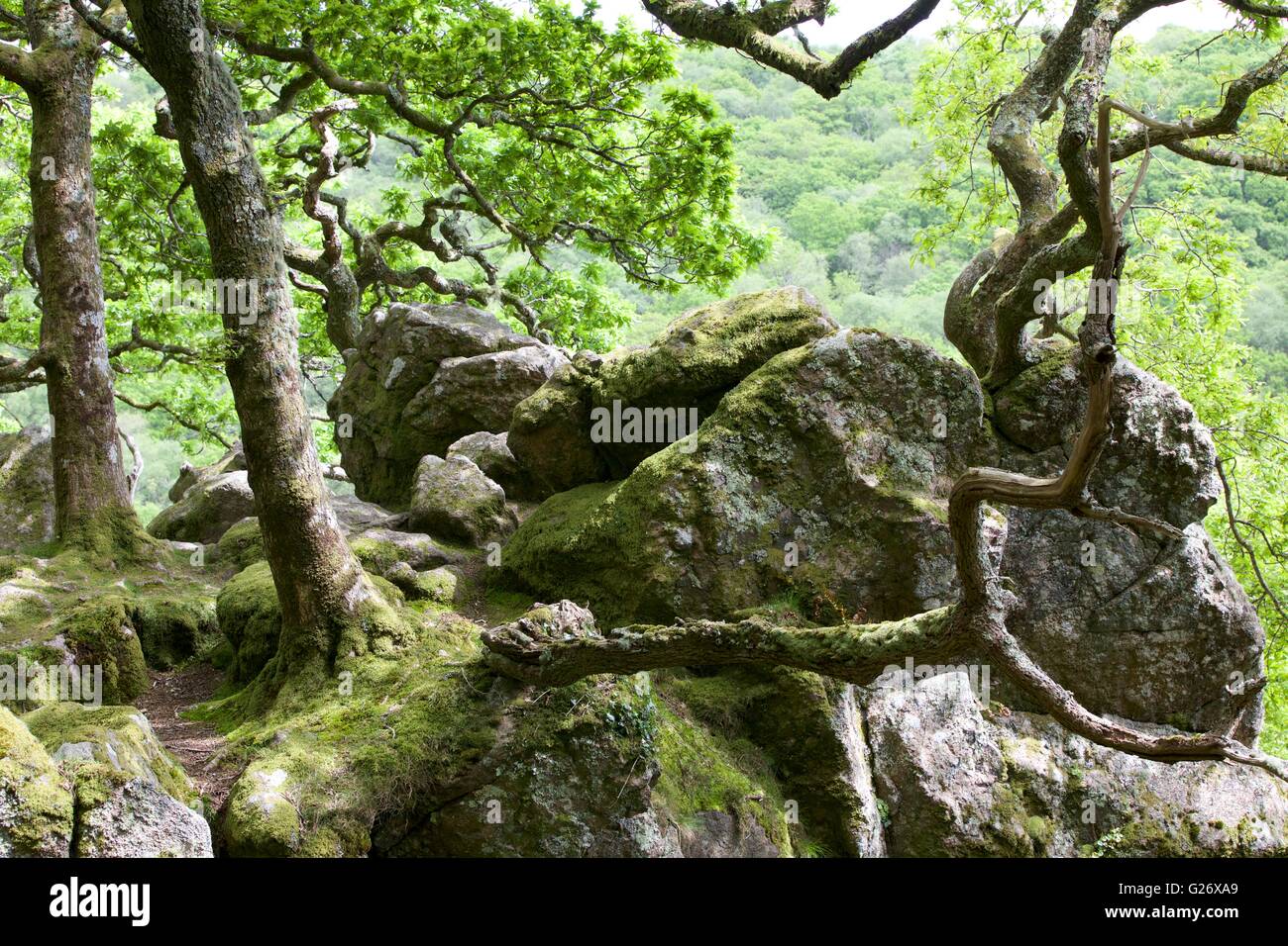 Trees emerging from rocks at The Dewerstone, near Shaugh Bridge ...