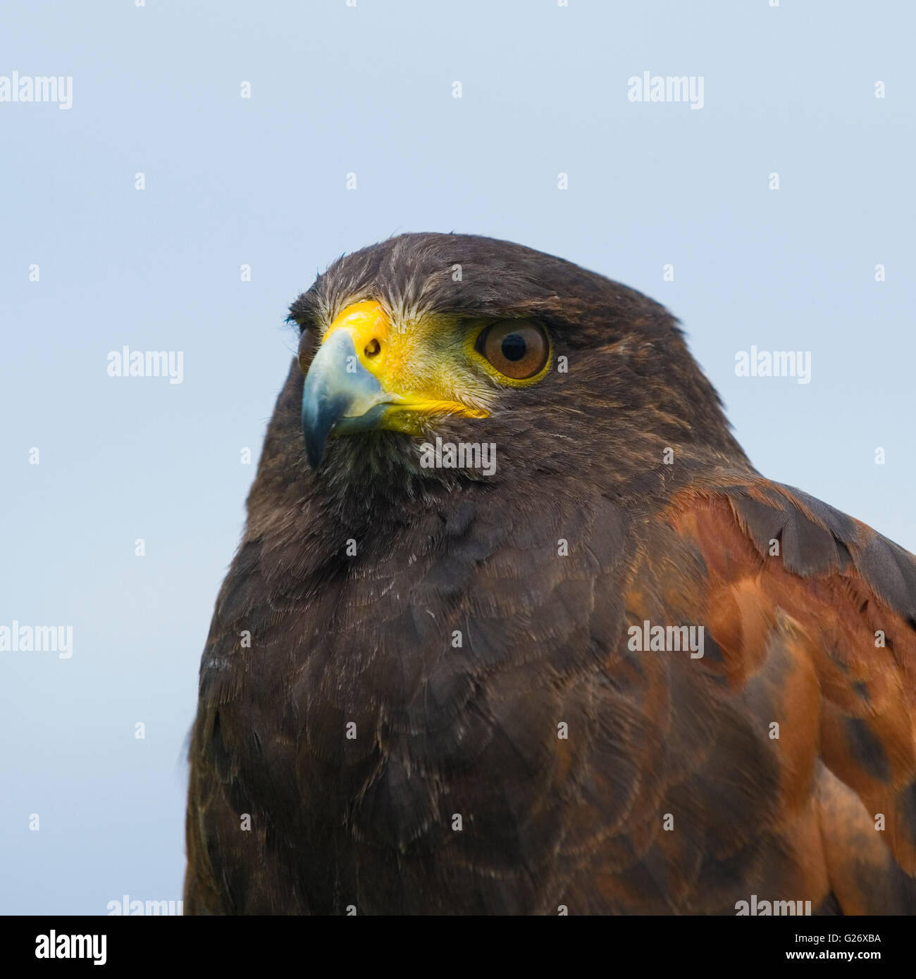 Harris hawk hi-res stock photography and images - Alamy