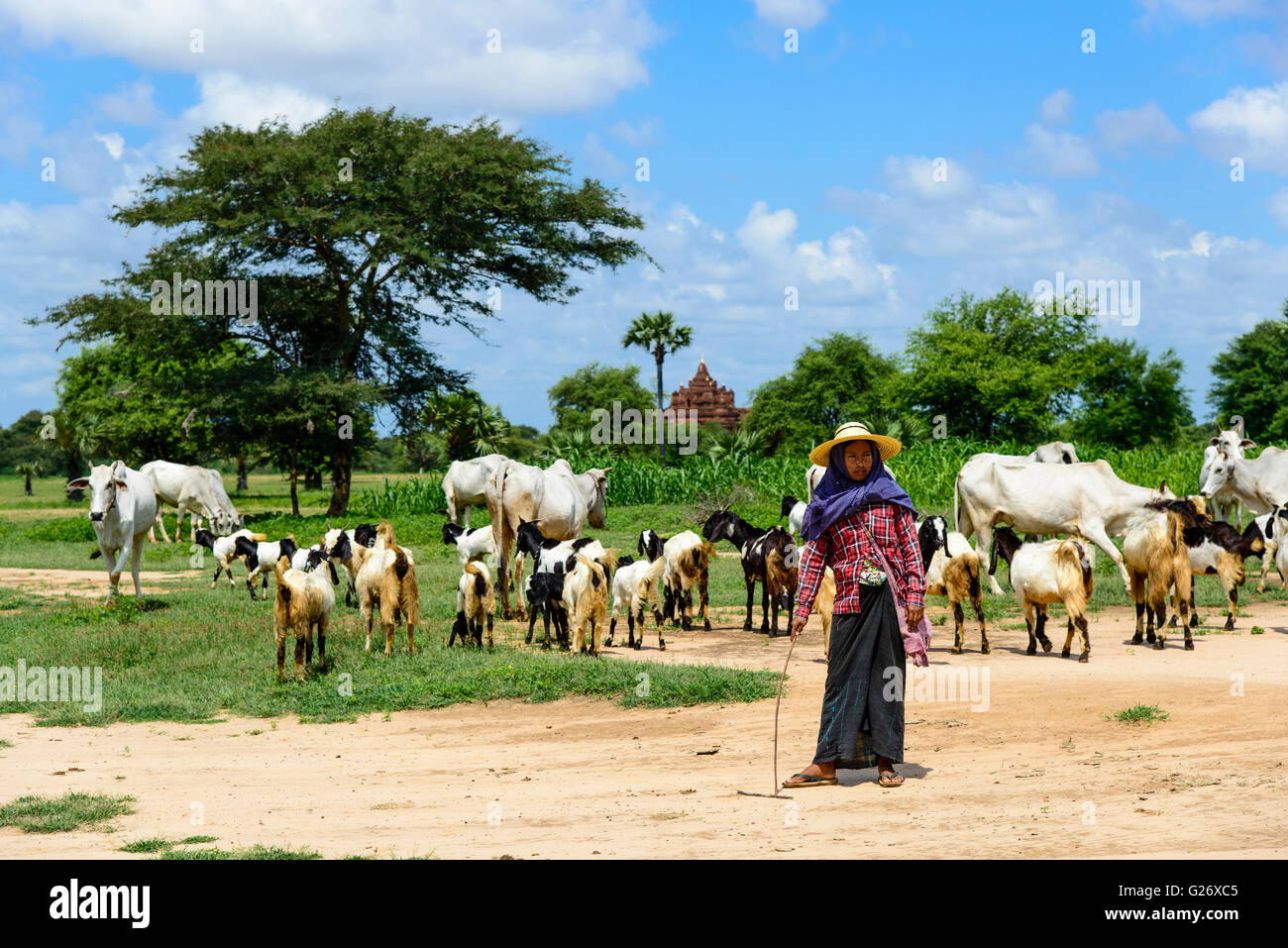 Myanmar fields and cattle hi-res stock photography and images - Alamy