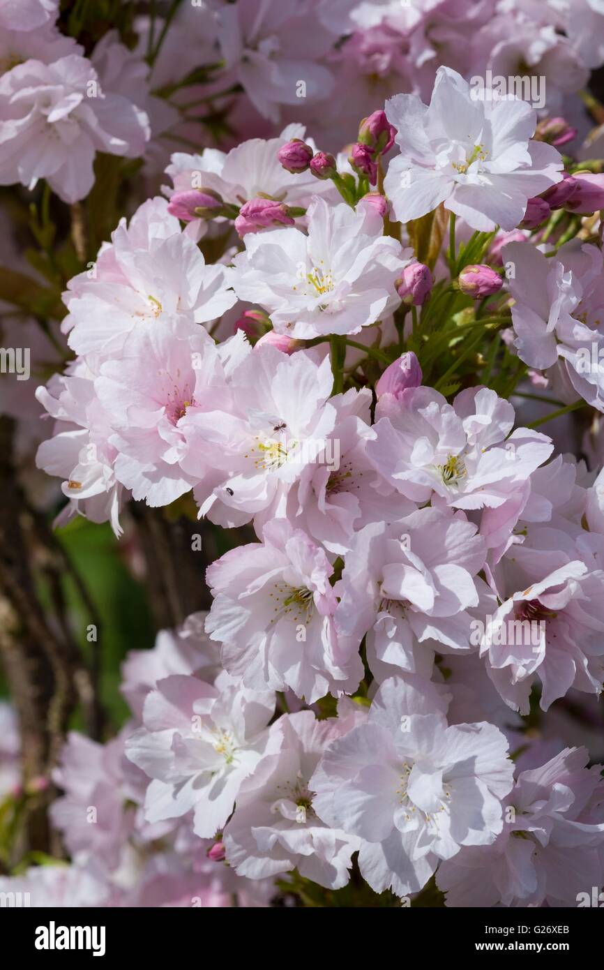 Prunus 'Amanogawa' cherry 'Amanogawa' Stock Photo - Alamy