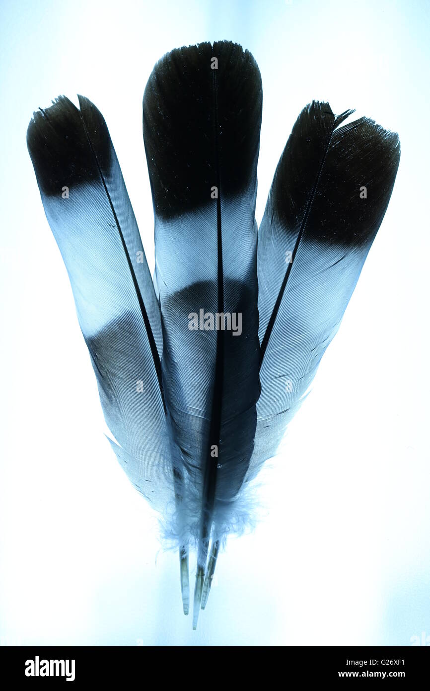Bird feathers abstract hi-res stock photography and images - Alamy