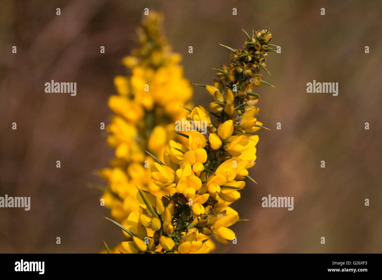 Gorse ulex europaeus hi-res stock photography and images - Alamy