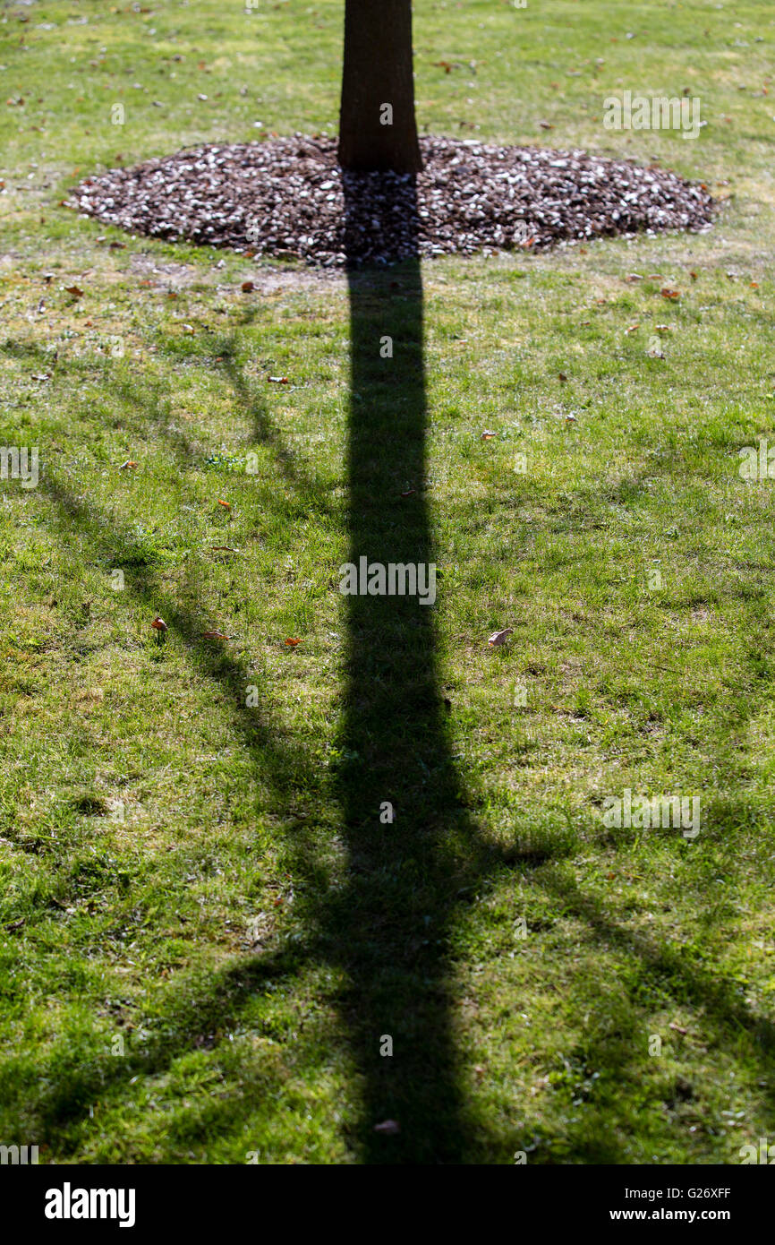 Shadow of a tall tree trunk with branches cast over a neat grass ...