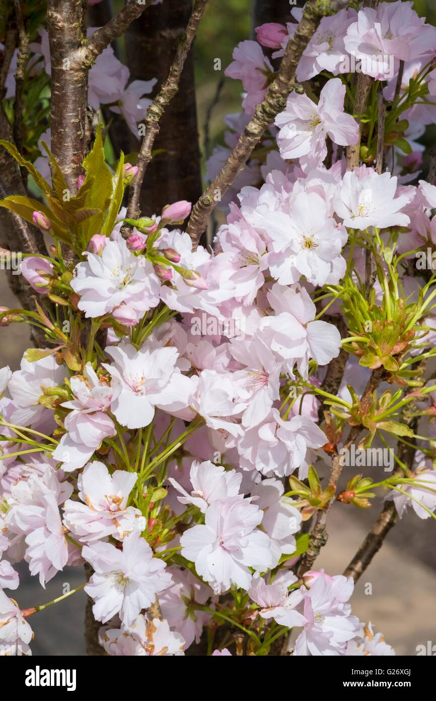 Prunus amanogawa hi-res stock photography and images - Alamy