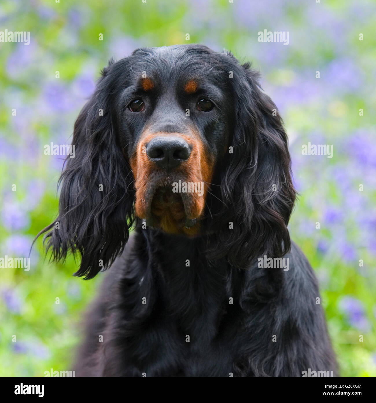 Gordon setter gundog hi-res stock photography and images - Alamy