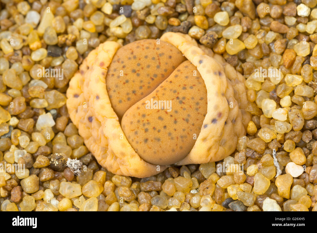 Lithops in namibia hi-res stock photography and images - Alamy