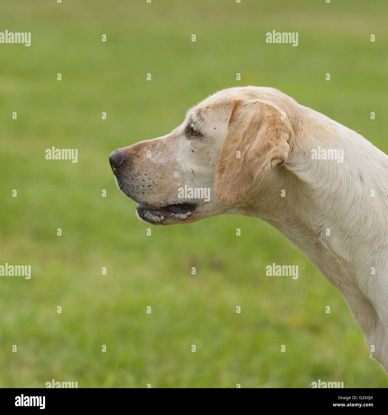 Harrier hound hi-res stock photography and images - Alamy