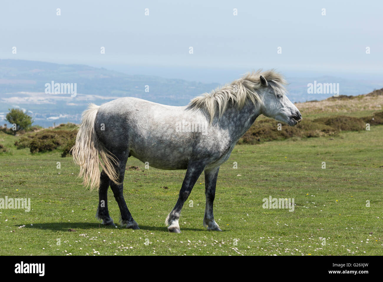 Dartmoor horse pony hi-res stock photography and images - Alamy