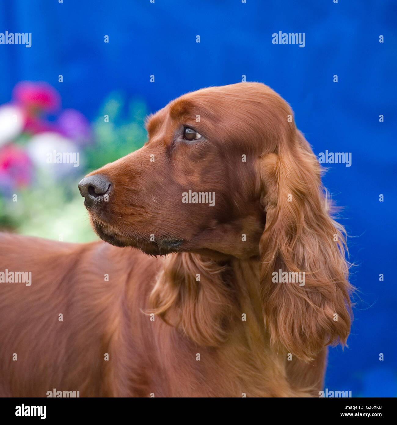 Irish Red Setter Stock Photos & Irish Red Setter Stock Images - Alamy