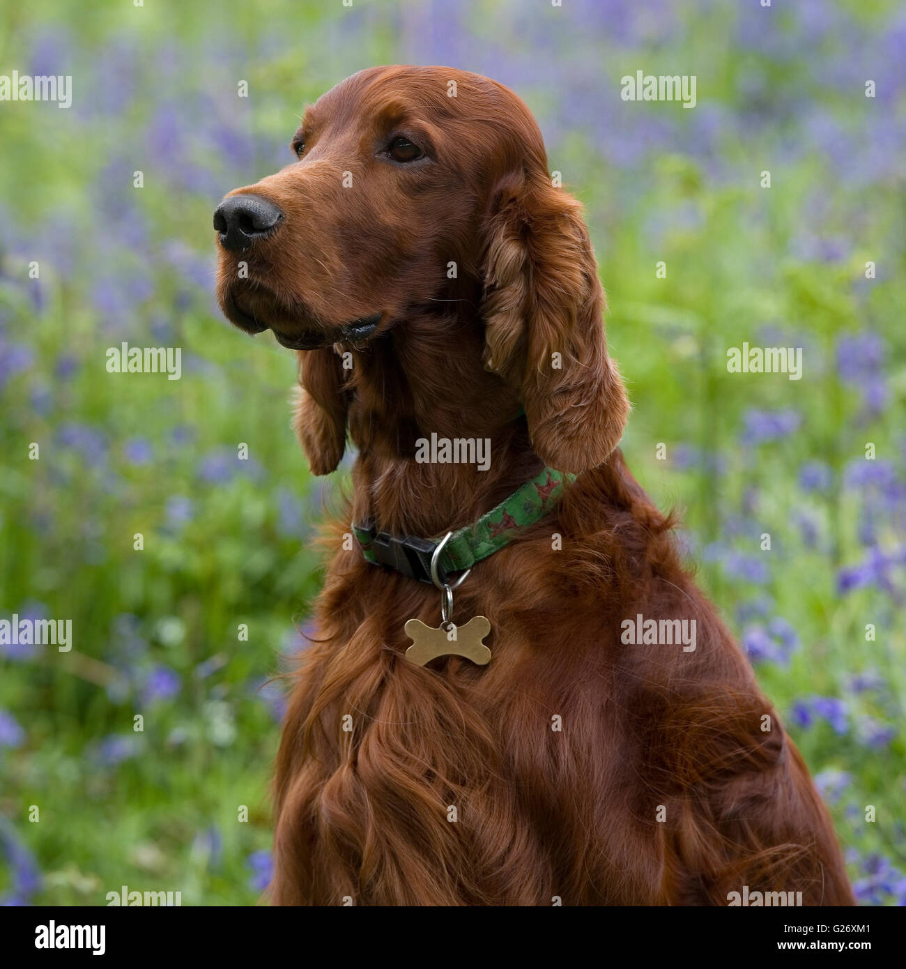 Red setter dog hi-res stock photography and images - Alamy