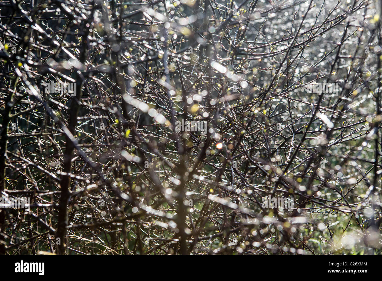 Thorn bush in the morning sunshine Stock Photo - Alamy