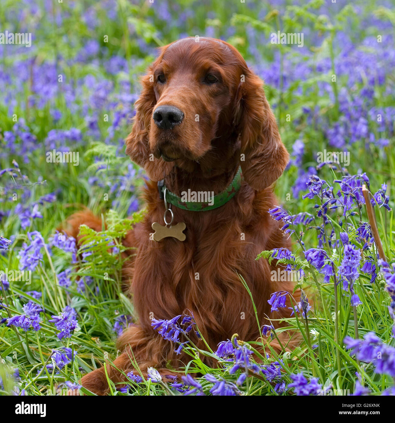 Irish outdoors hi-res stock photography and images - Alamy