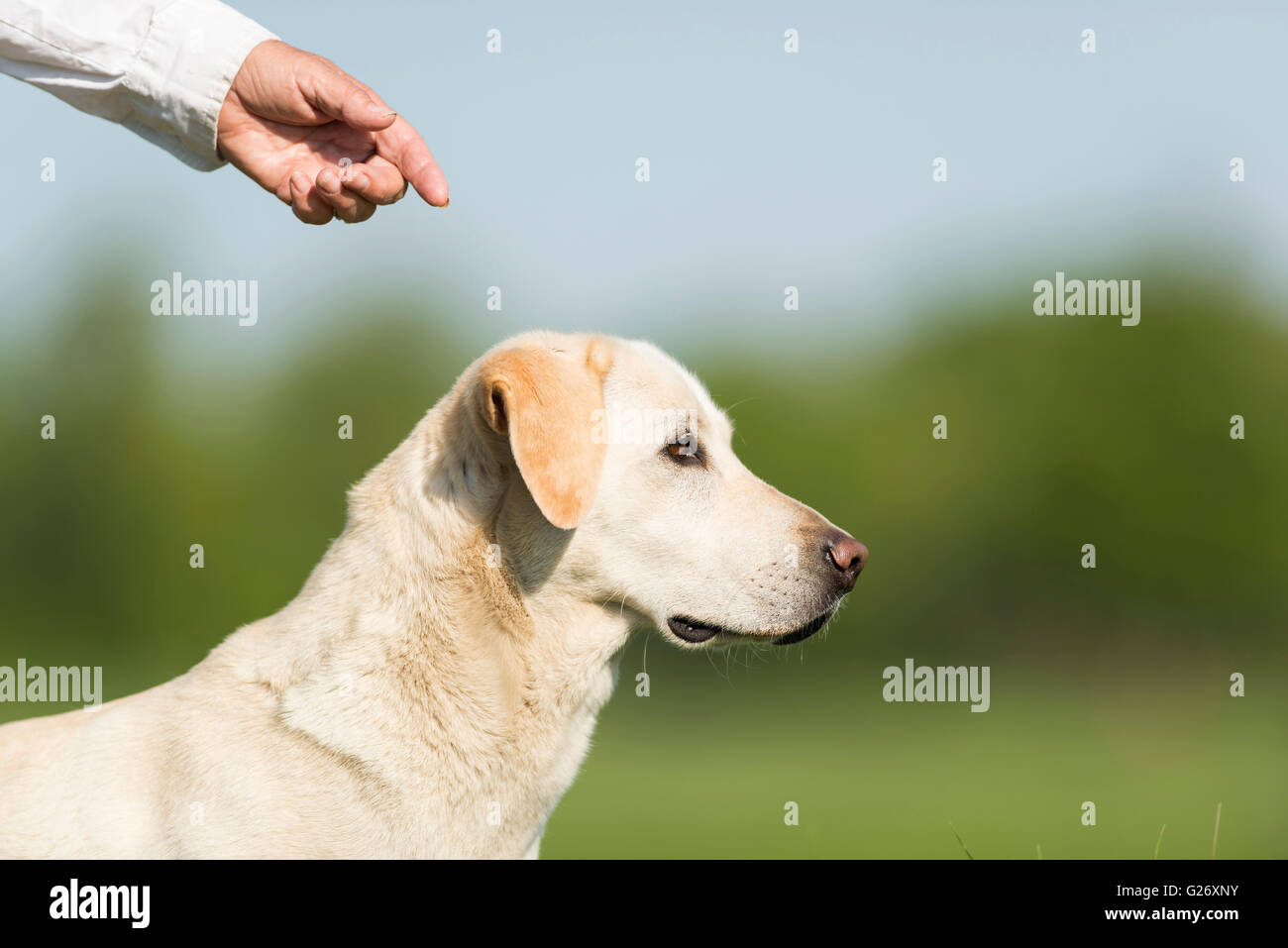 Golden lab hi-res stock photography and images - Alamy