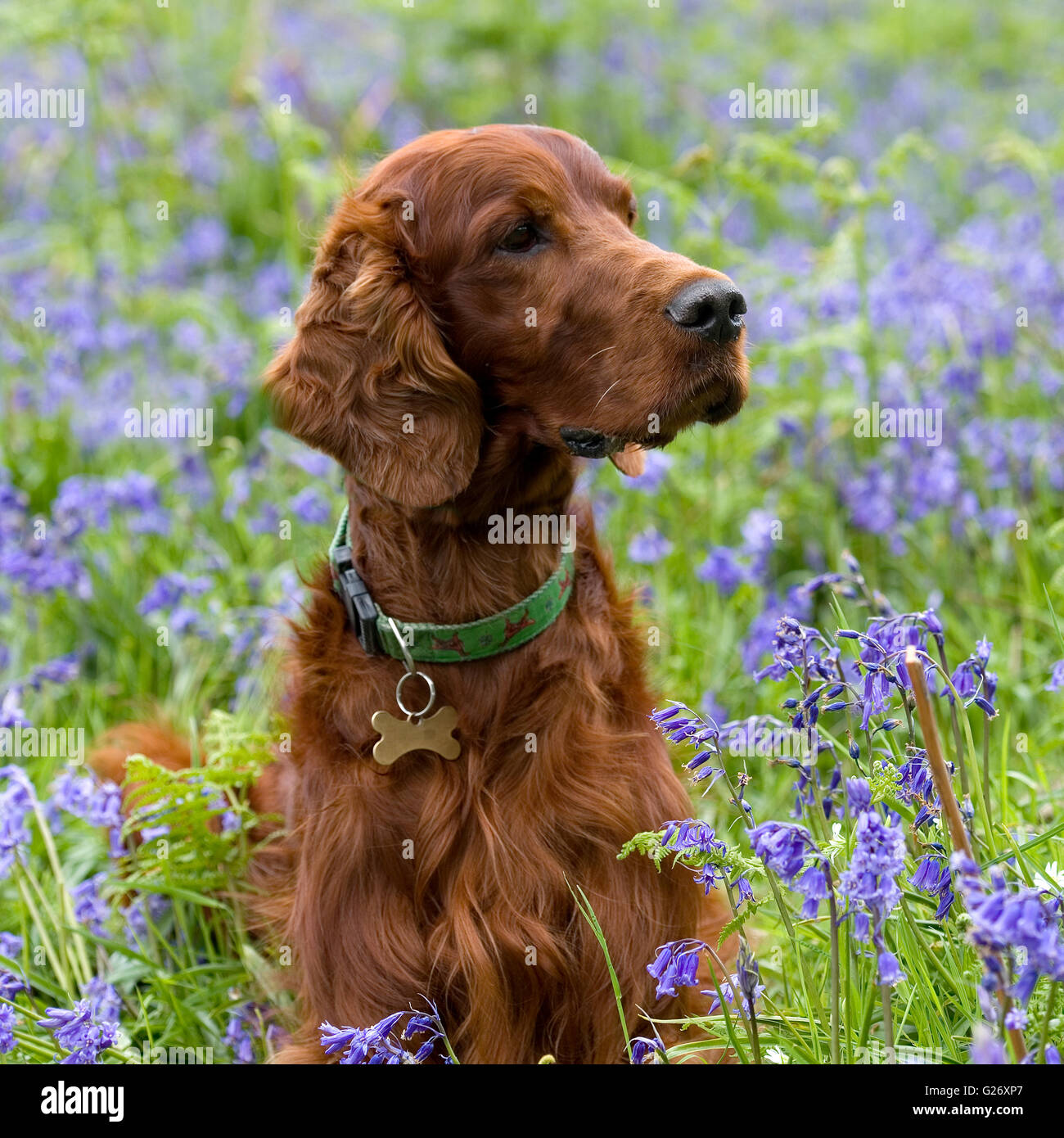 Male red irish setter hi-res stock photography and images - Alamy