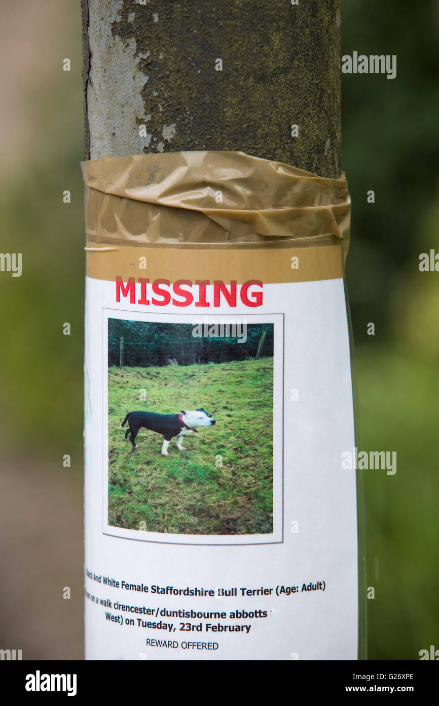 Lost dog sign on a small tree Stock Photo - Alamy