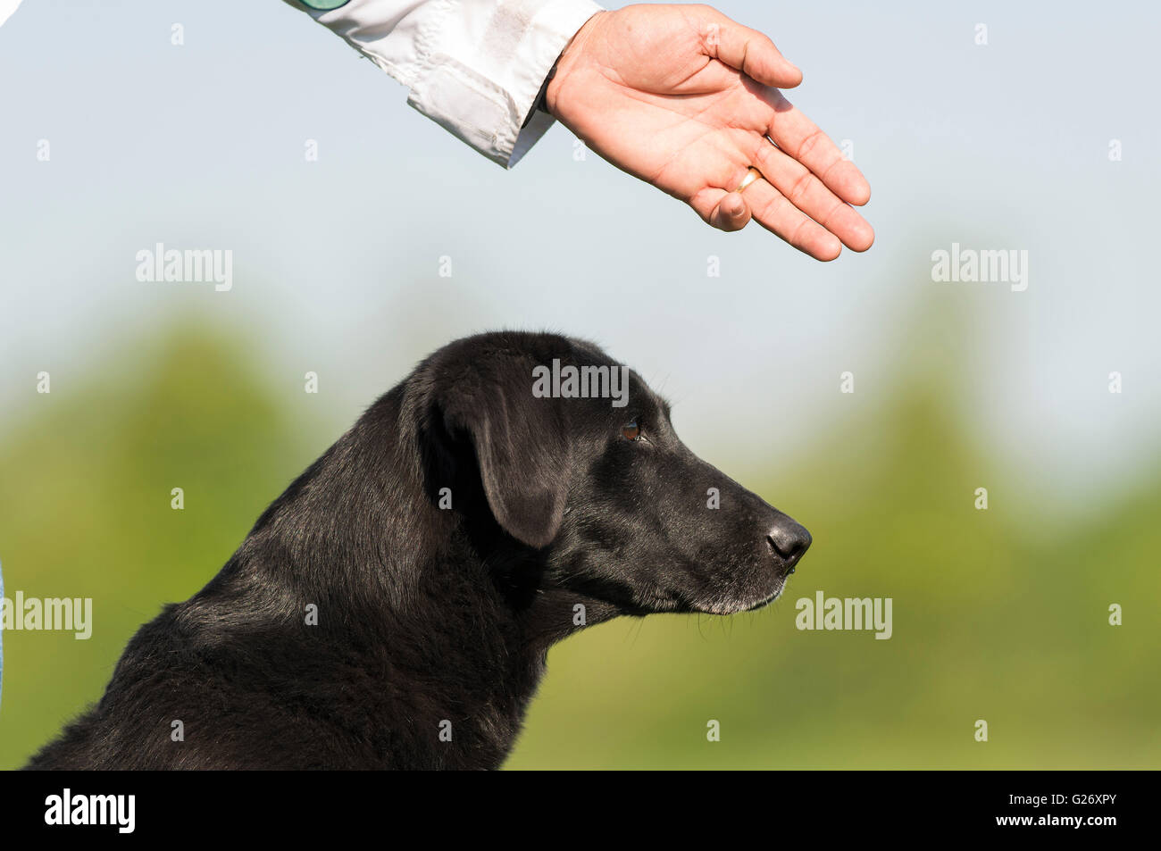 A Black Labrador Retriever out training Stock Photo - Alamy