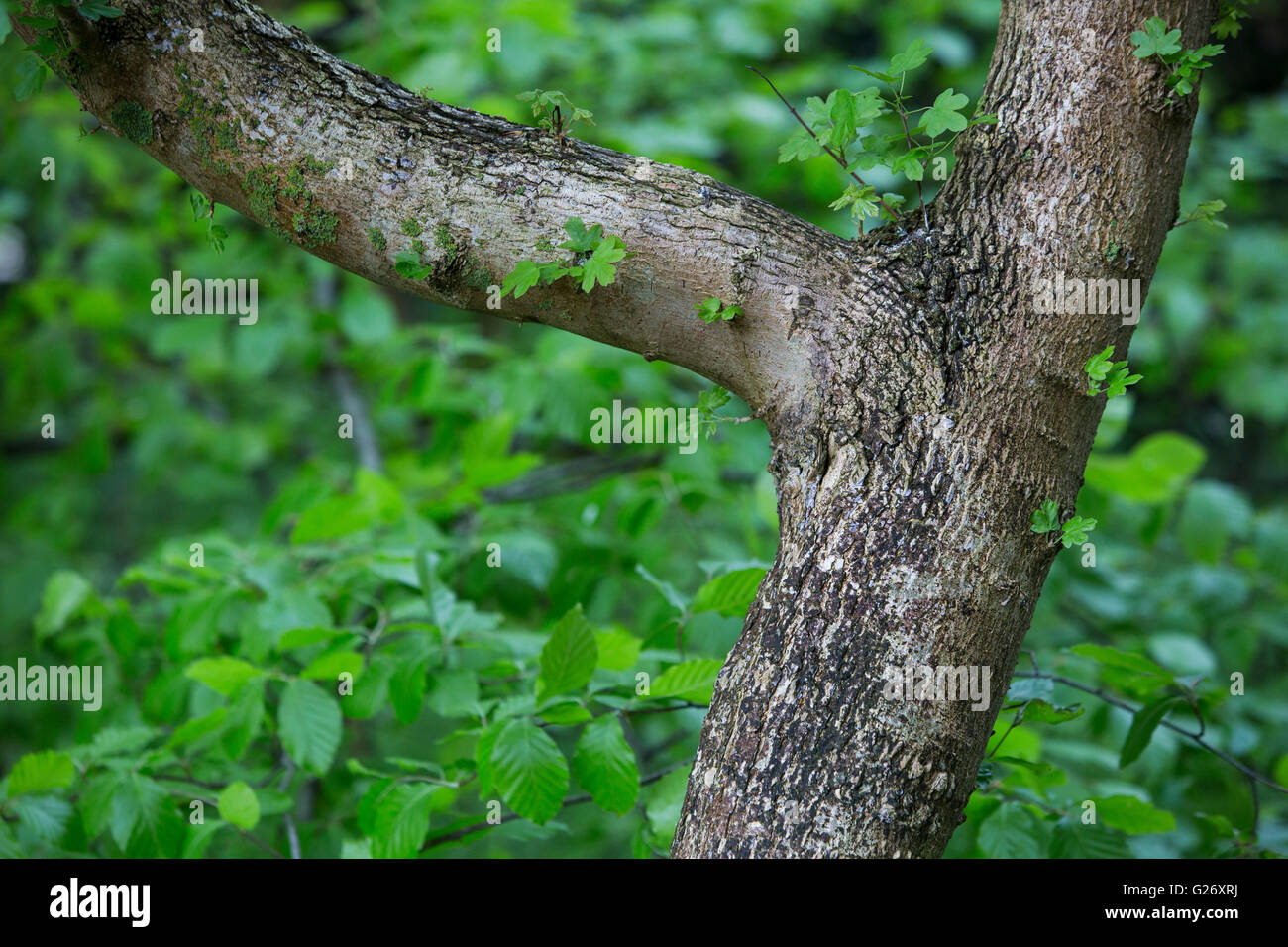 Old tree trunk wet with rain amongst fresh green leaves Stock Photo - Alamy