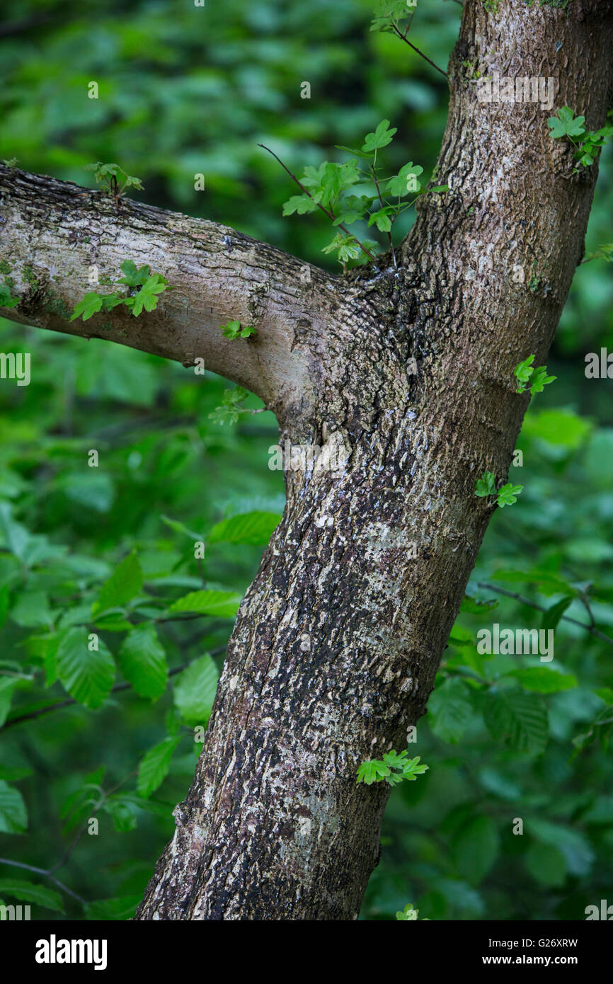 Old tree trunk wet with rain amongst fresh green leaves Stock Photo - Alamy