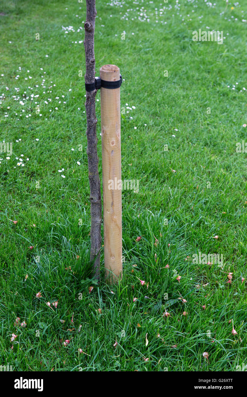 Single young sapling with supporting post planted in long green grass ...