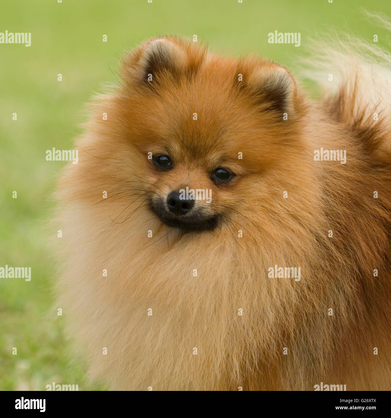 Female pomeranian hi-res stock photography and images - Alamy