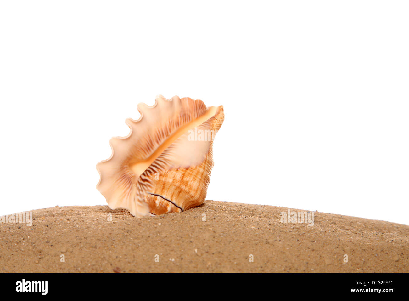 Sea shell on sand in studio Stock Photo - Alamy