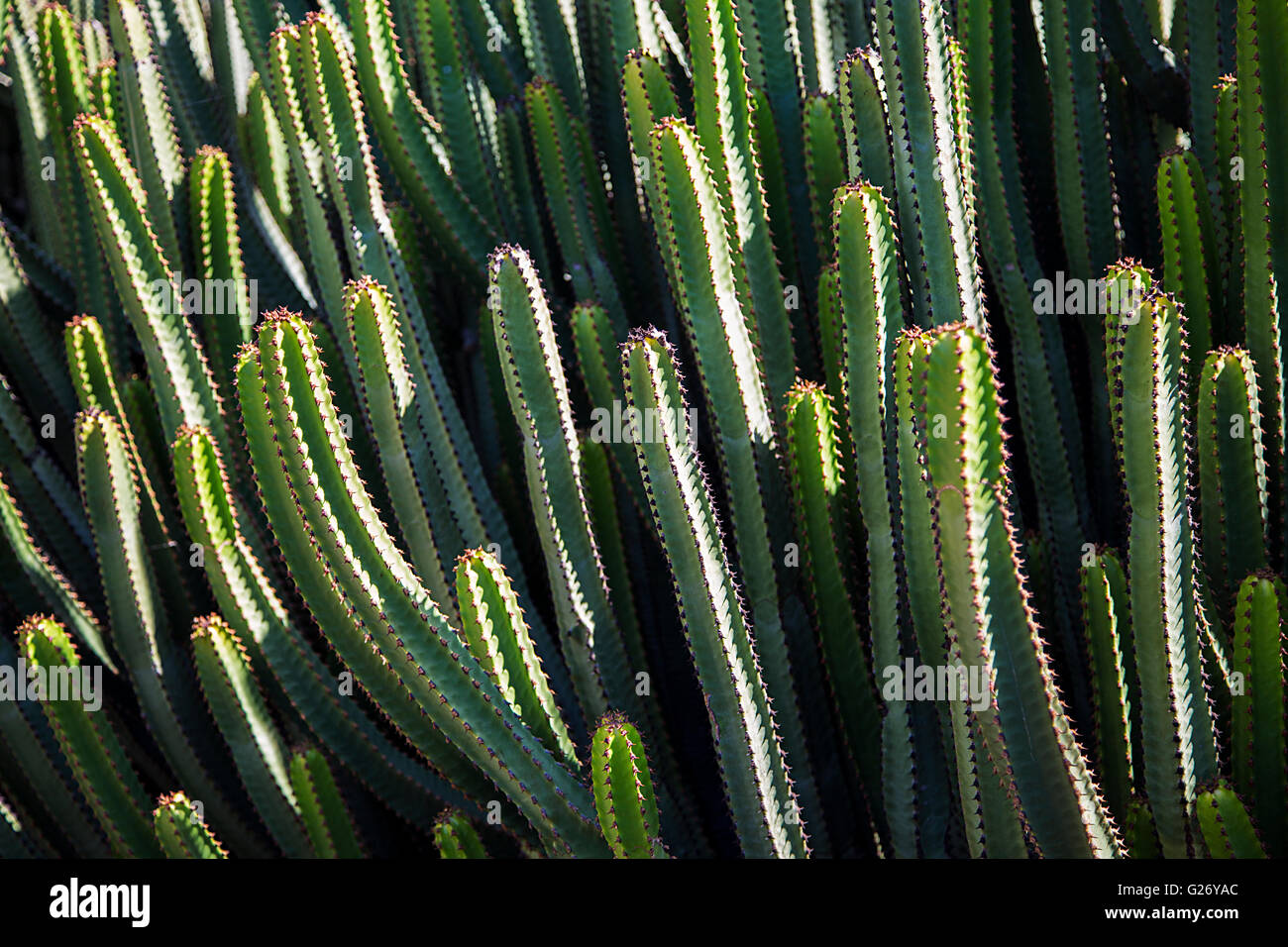 Green cactus hi-res stock photography and images - Alamy