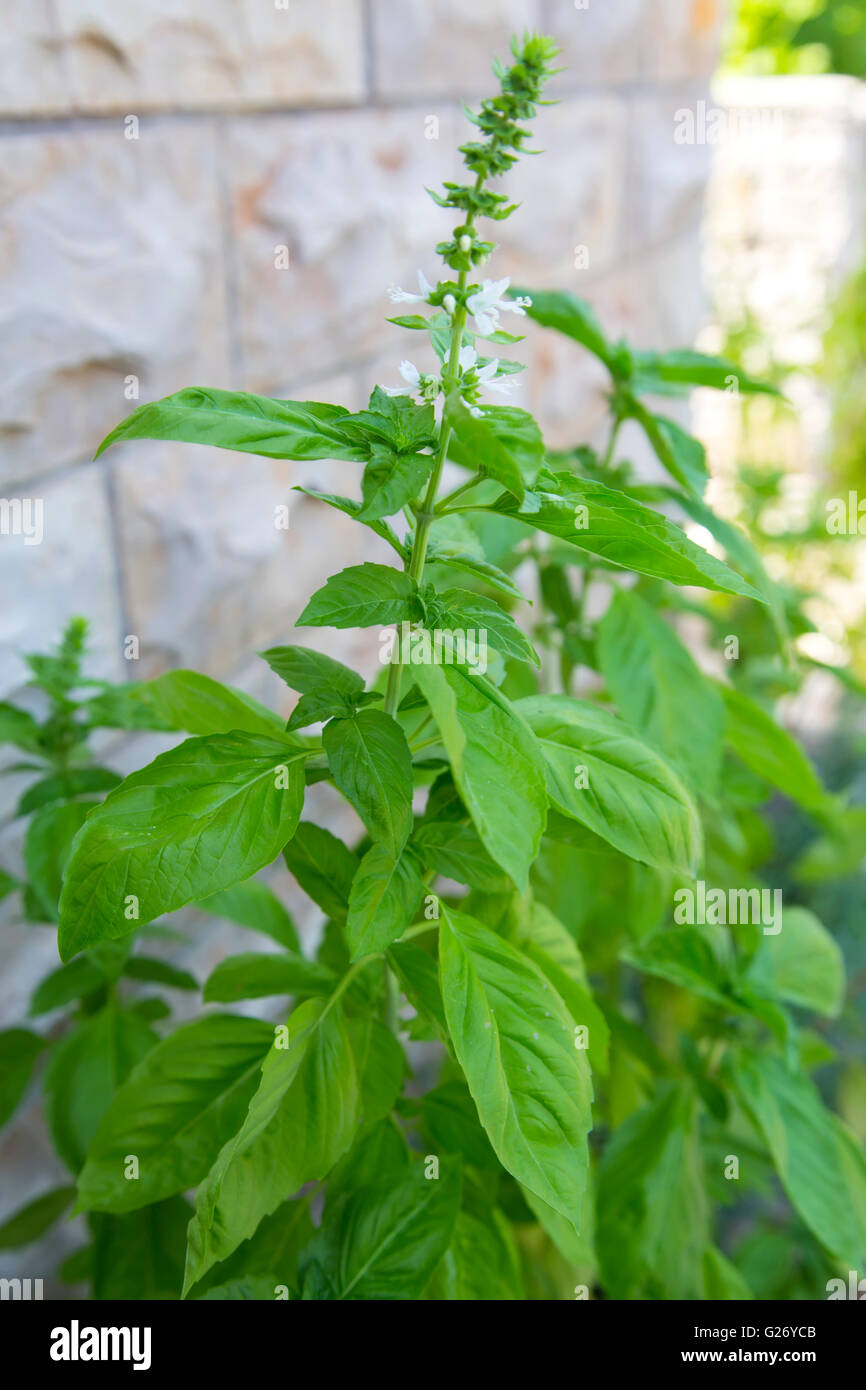Close up view at the fresh basil Stock Photo - Alamy
