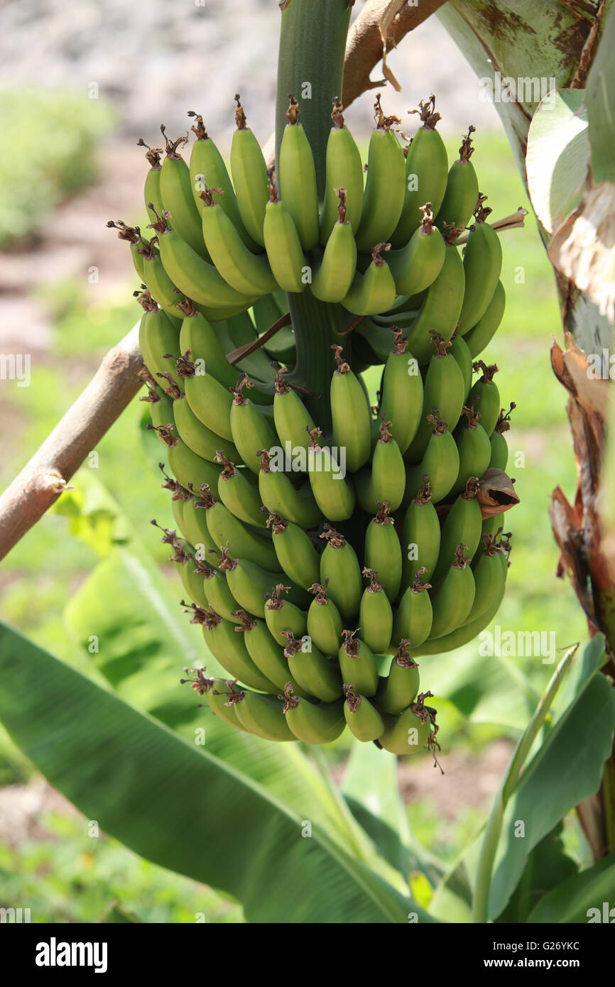 Indian bananas hi-res stock photography and images - Alamy