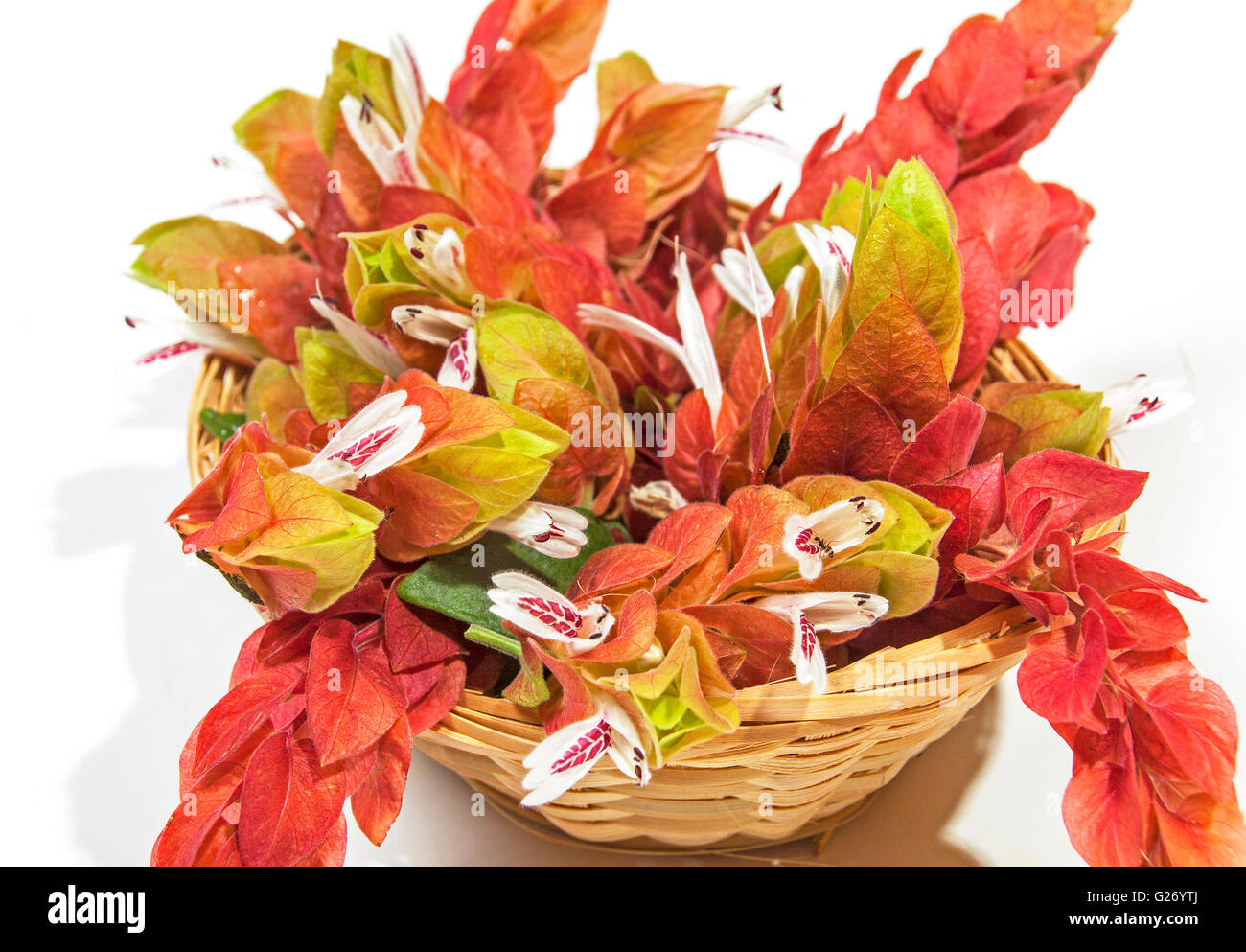 Close up flowers of the pink prawn shrimp plant in wicker basket on ...