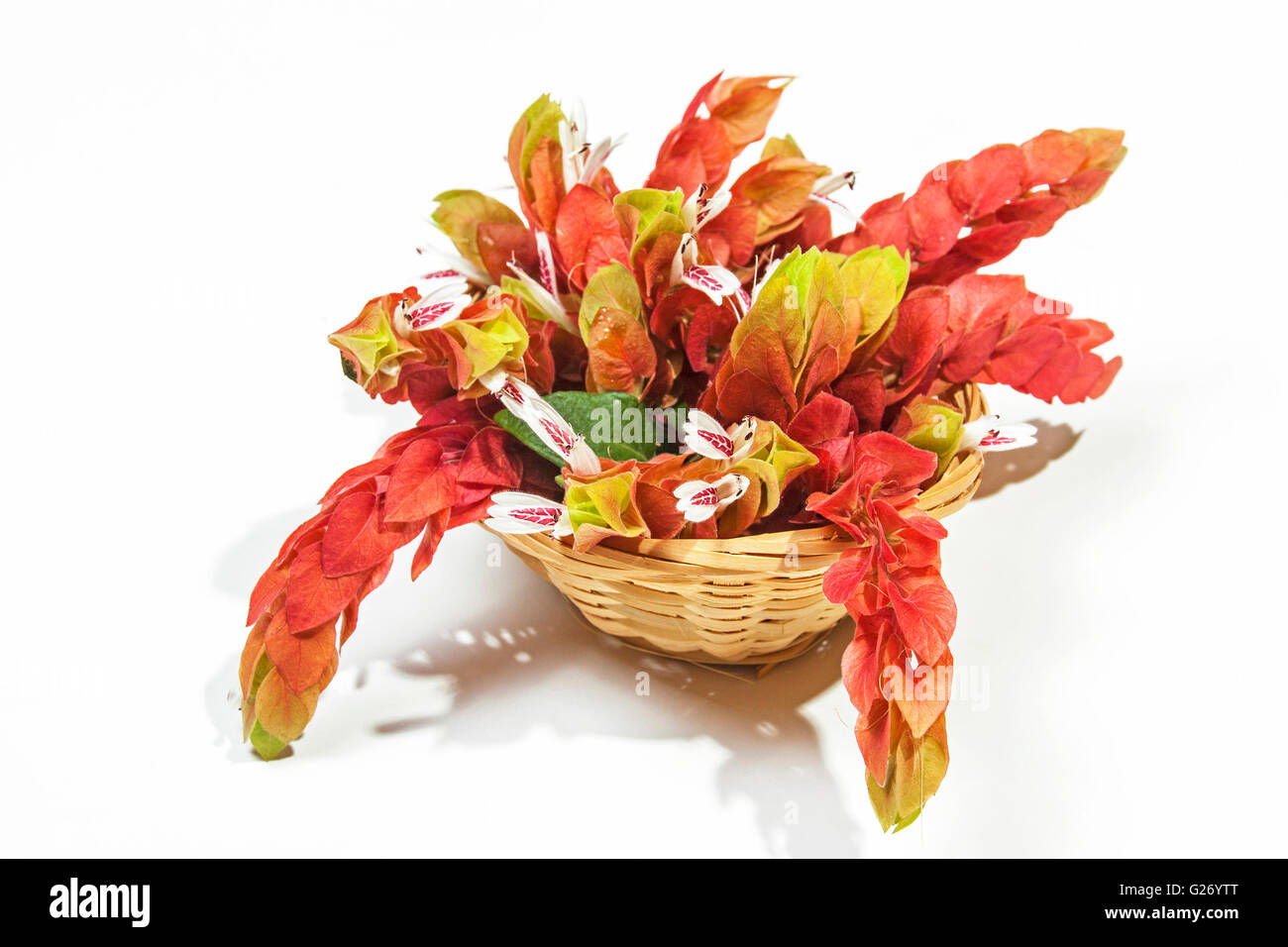 Display of pink prawn shrimp flowers in wicker basket on white Stock ...