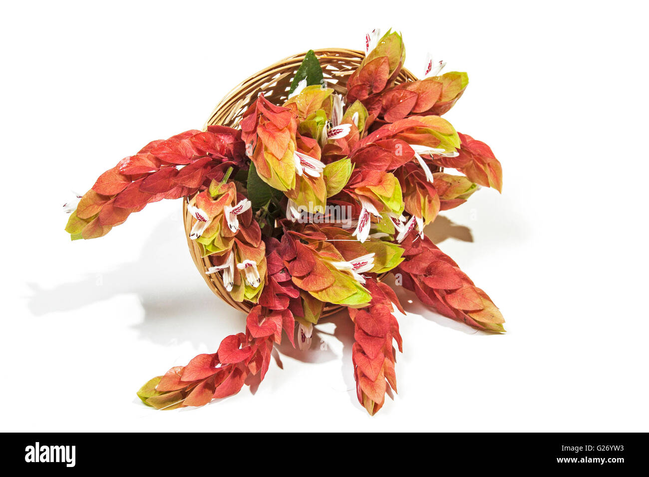 Flowers of the pink prawn shrimp plant in wicker basket on white Stock ...