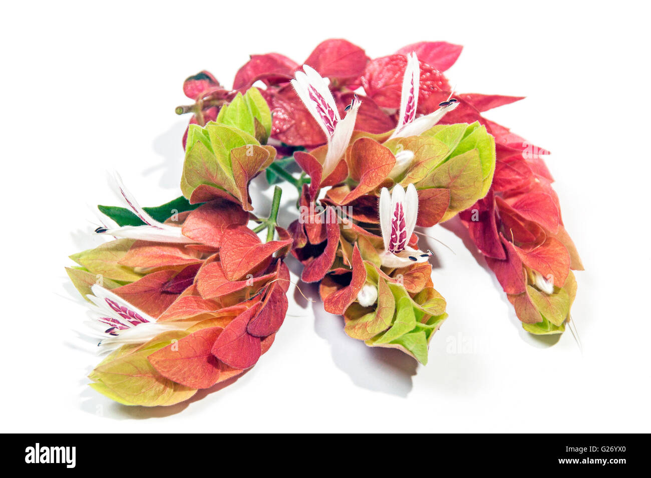 Colorful flowers of the pink prawn shrimp plant on white Stock Photo ...