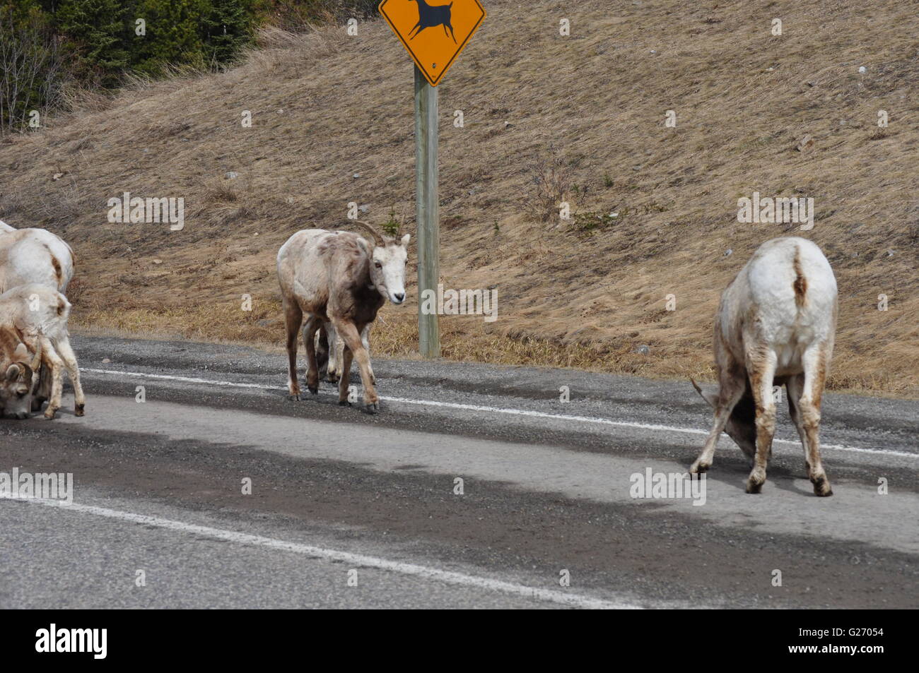Goats road hi-res stock photography and images - Alamy