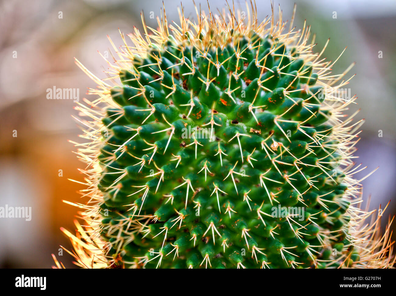 macro of a beautiful cactus with backlit Stock Photo - Alamy