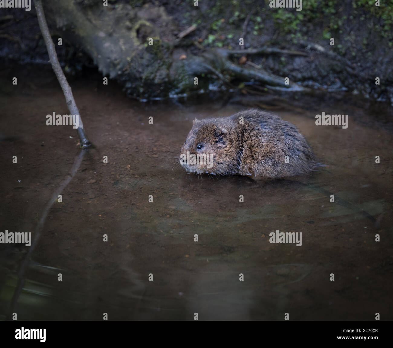 Water vole at waters edge hi-res stock photography and images - Alamy