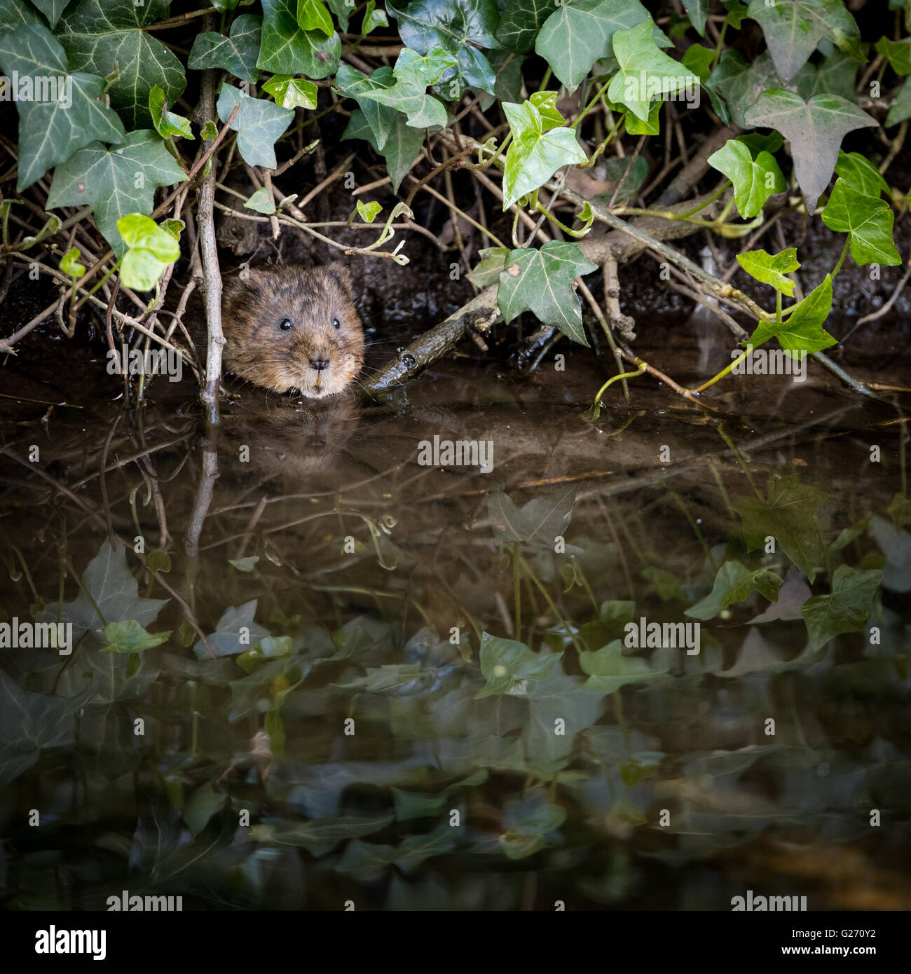 Wild Water vole peeping from burrow in ivy Stock Photo - Alamy