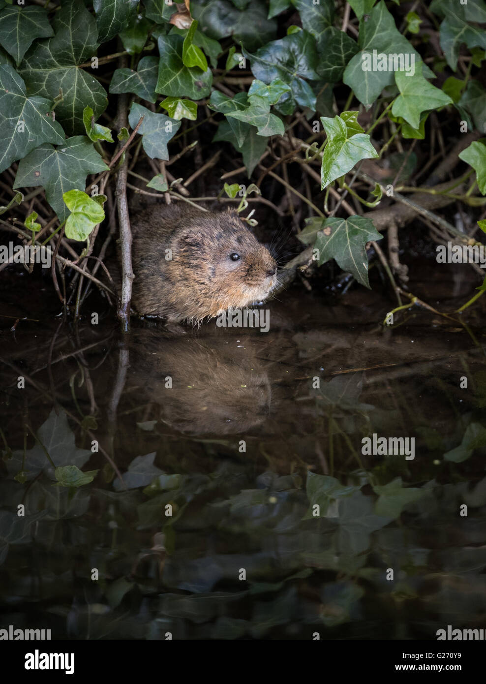 Wild Water vole emerging from burrow in ivy Stock Photo - Alamy