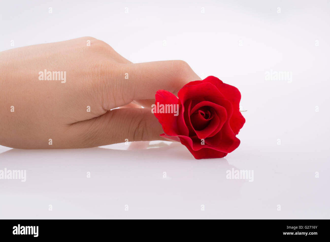 Hand holding a red rose on a white background Stock Photo - Alamy