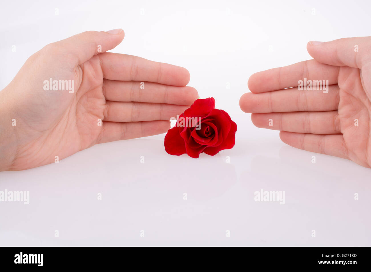 Hand holding a red rose on a white background Stock Photo - Alamy