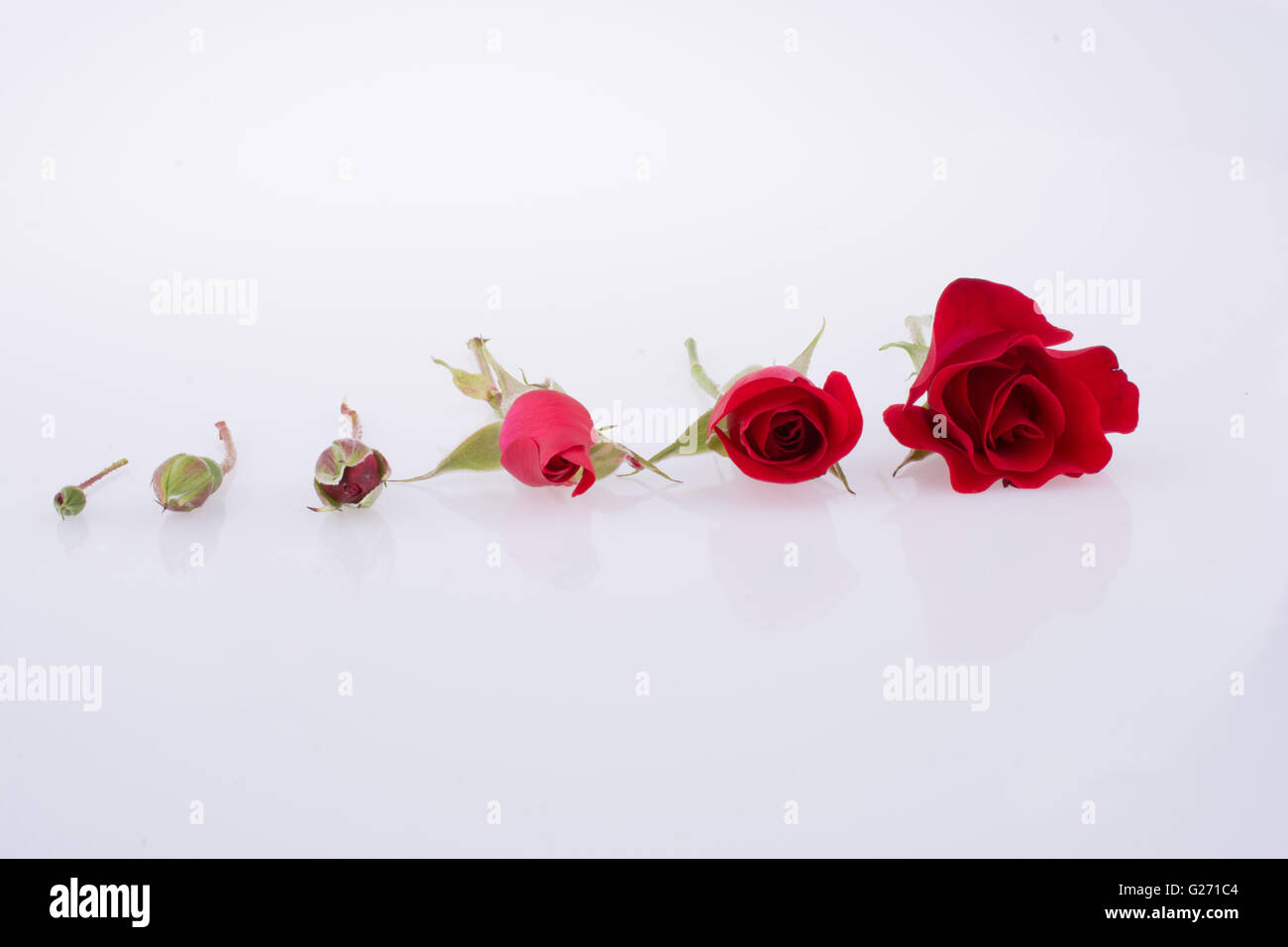 Red Roses aligned in an increasing order on a white background Stock ...